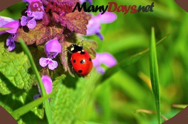 2023 How Many Days Until Spring Untildays